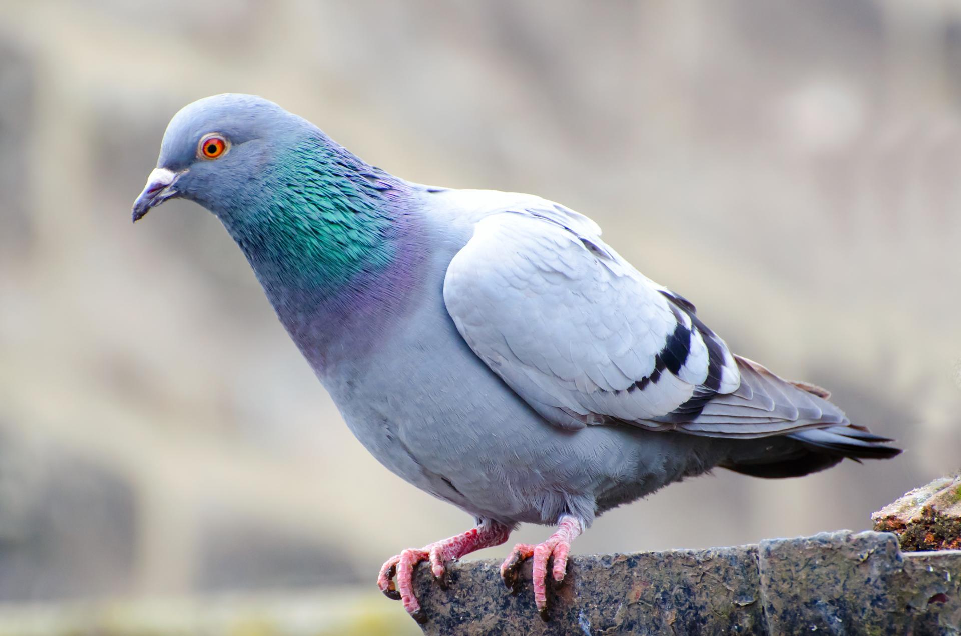 Pigeon Breeding Behavior Pigeon Breeding Behavior